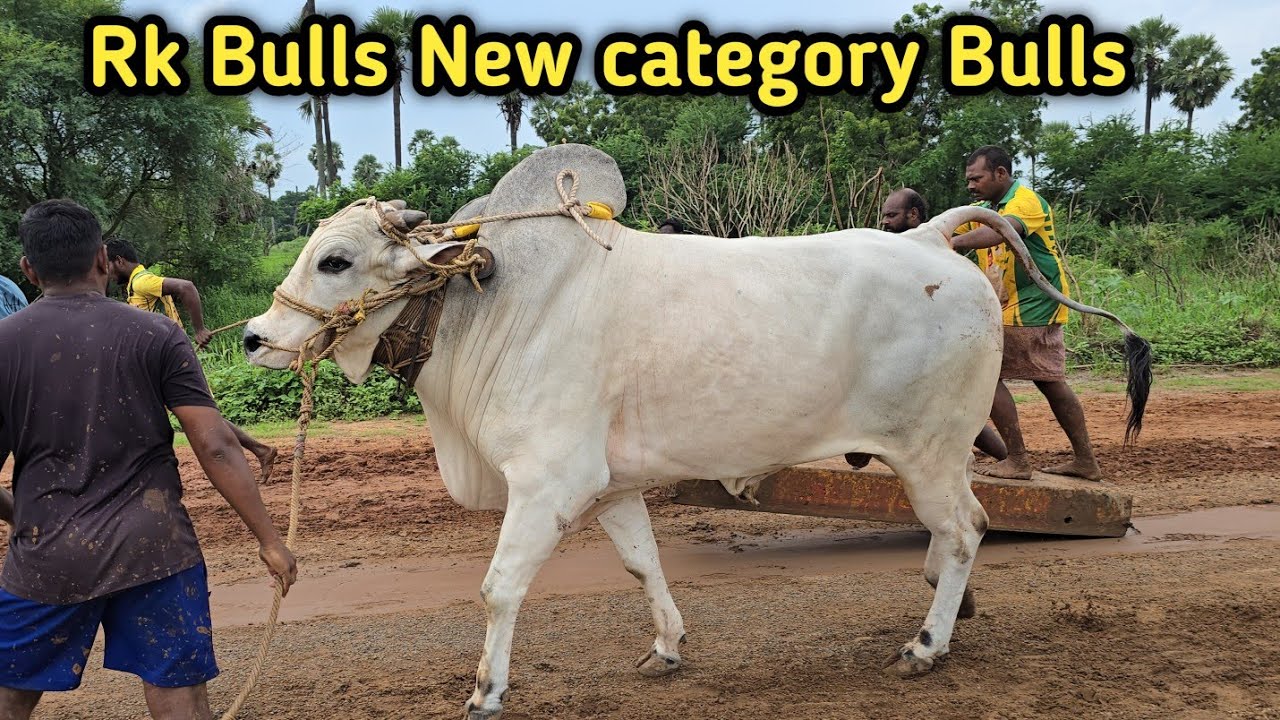 RK Bulls ( సమరసింహ _ వీర నరసింహ) గిత్తల బేట || వేటపాలెం గ్రామం చుండూరు ...