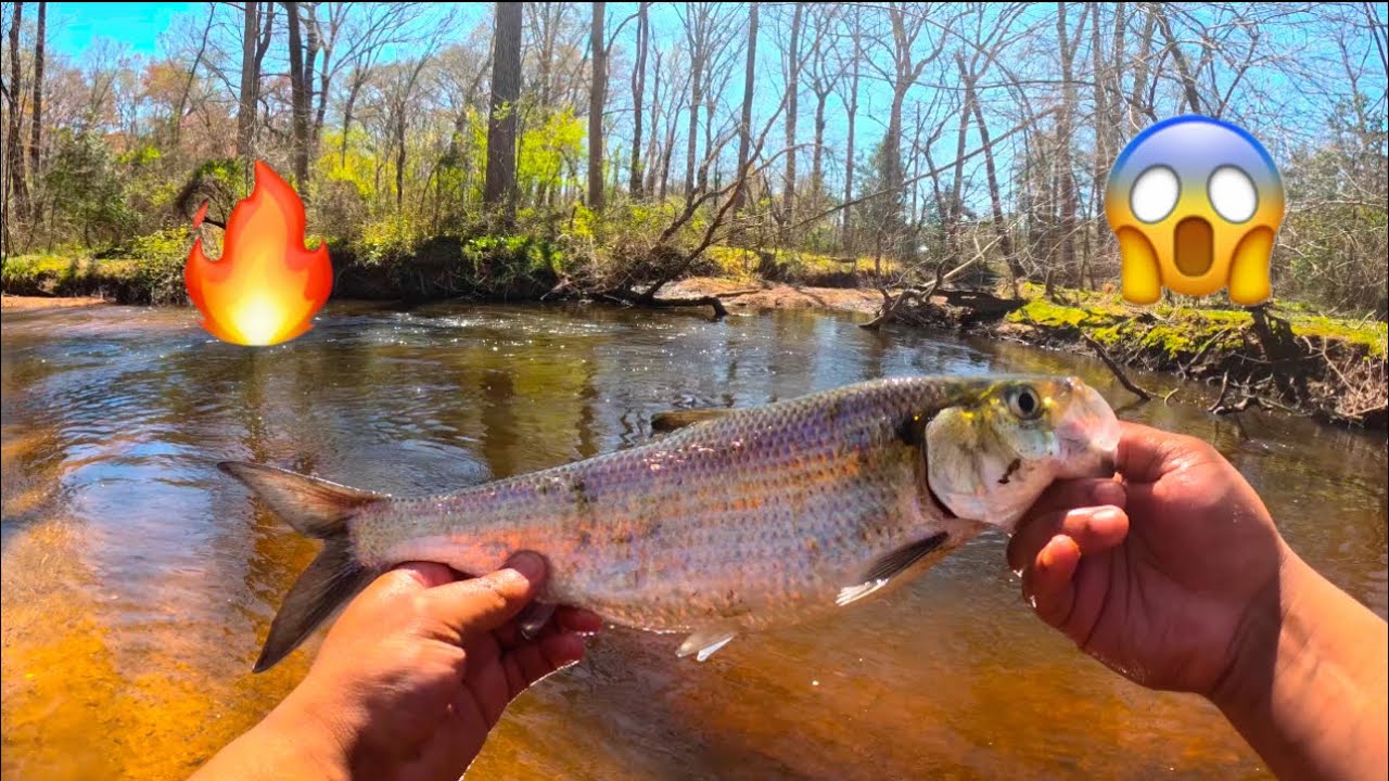 Swamp Fishing For OCEAN FISH!! 🦈2023 Shad Run!! Part 2 - YouTube