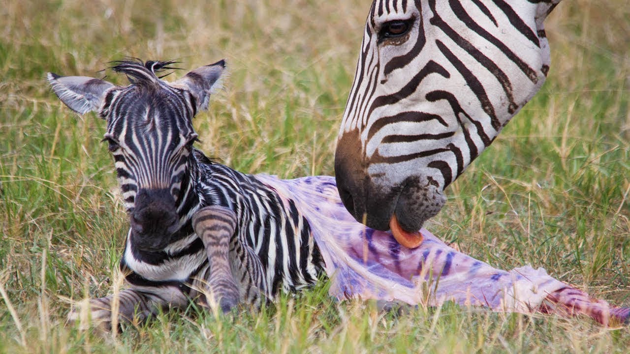 AMAZING ZEBRA LIVE BIRTH IN WILDLIFE WORLD | Baby Is So Cute - YouTube