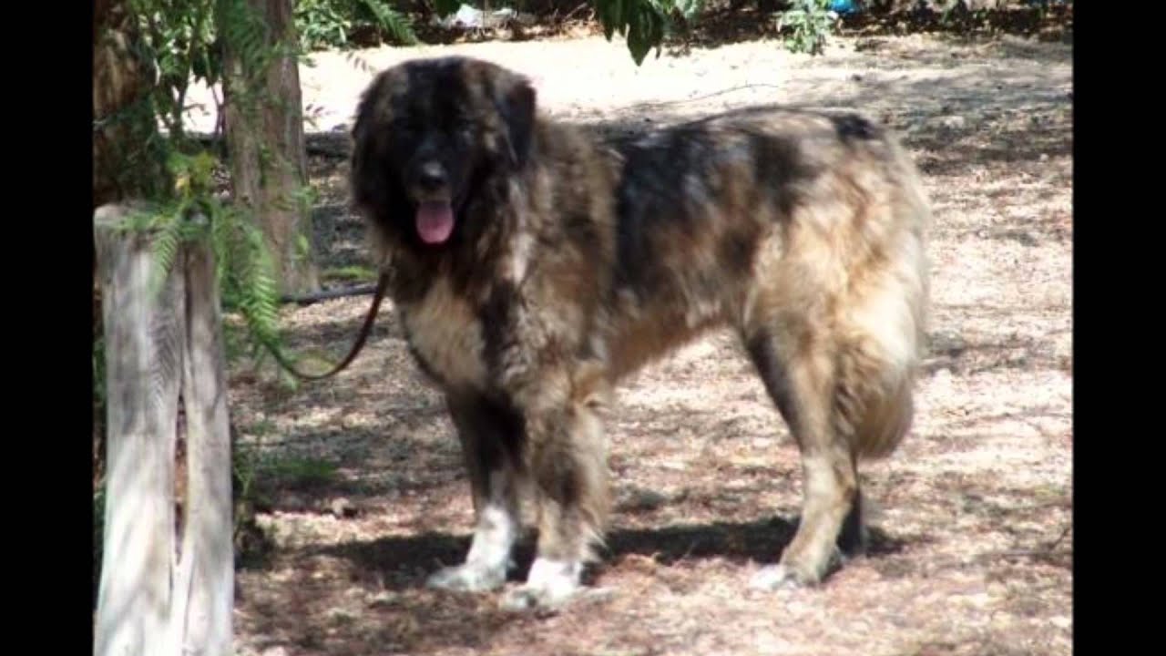 pastor del caucaso - YouTube