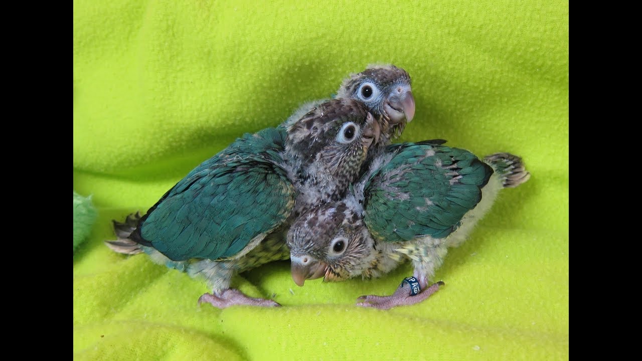 Yellow Sided Turquoise babies #8, 9 and Pixel -- Rainbow parrots Aviary ...
