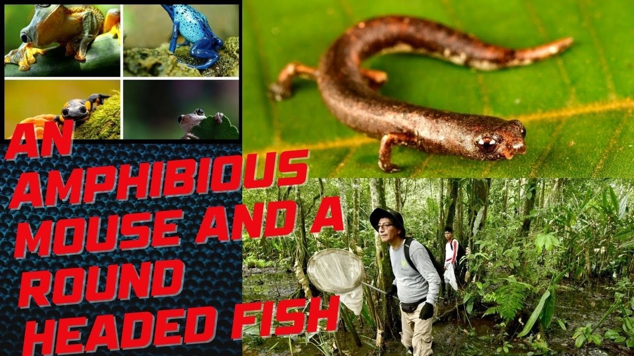 An amphibious mouse and a round headed fish researchers discover 27 new ...