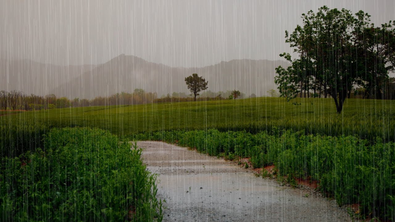 Soft Rainfall Drenching the Wheat Field ASMR - YouTube