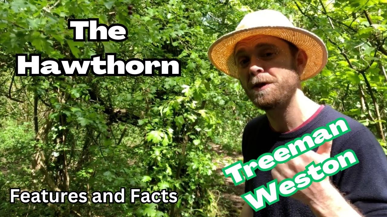 Hawthorn Tree Identification (Crataegus monogyna) Features and Facts ...