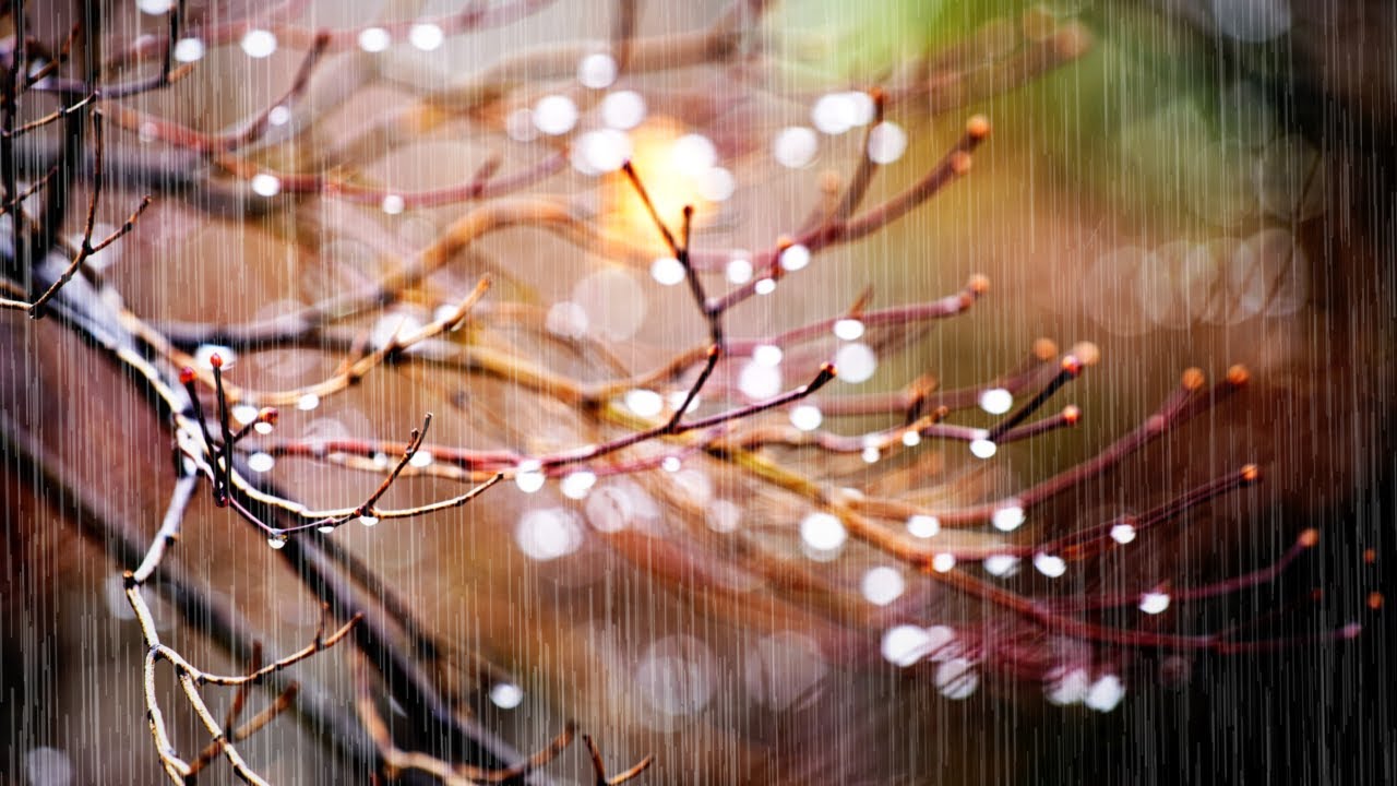 Raindrops on Winter Branches | Tapping Rain Sounds ASMR (100% Real ...