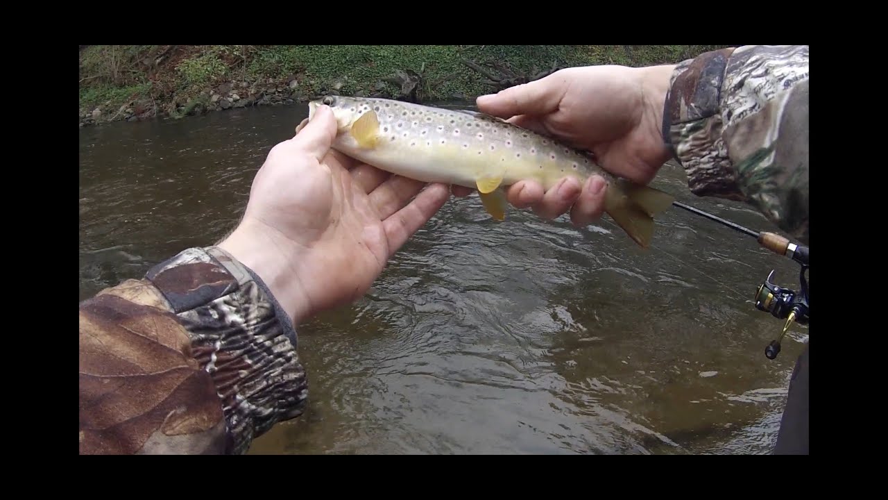 Northern Michigan Trout Fishing Little Manistee River - Opening Weekend ...