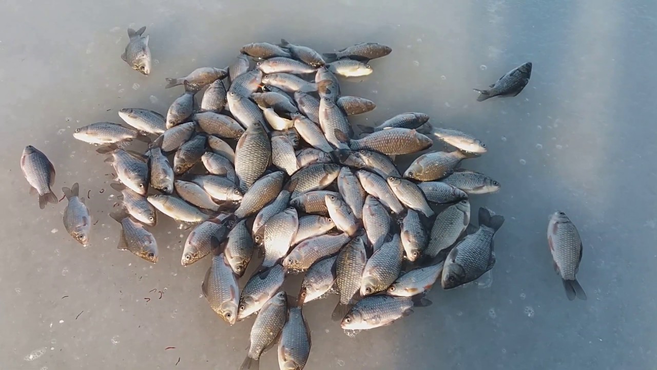 Pescuit la copca pe lacul gropi berceni 2019 - YouTube