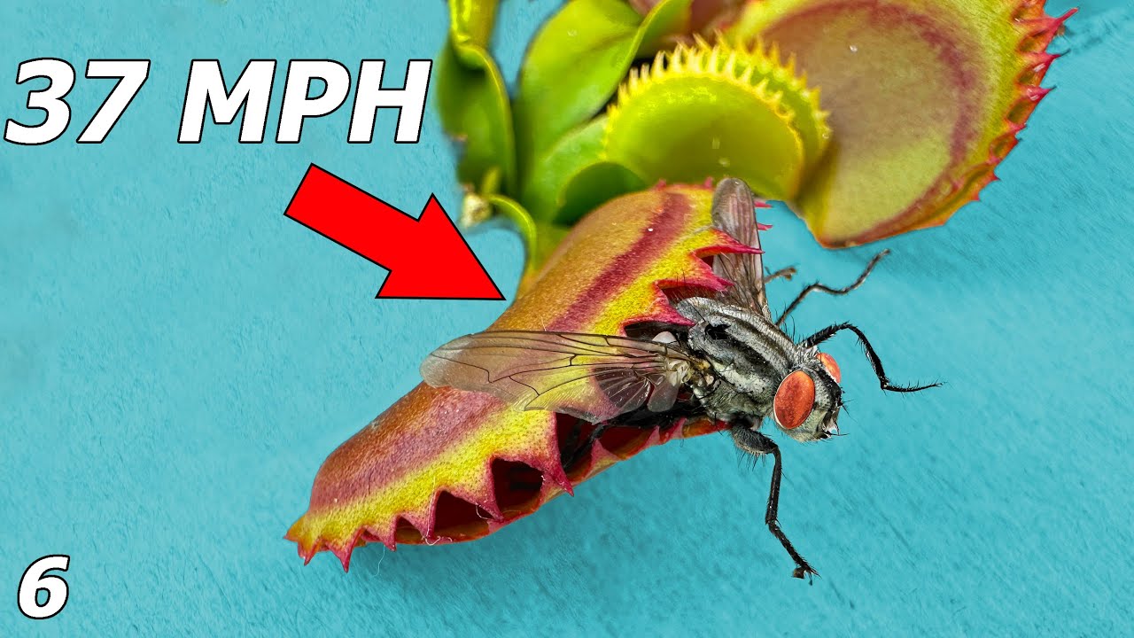 Can Dracula Catch the Quickest Bug in the Series? - Event 6 - YouTube