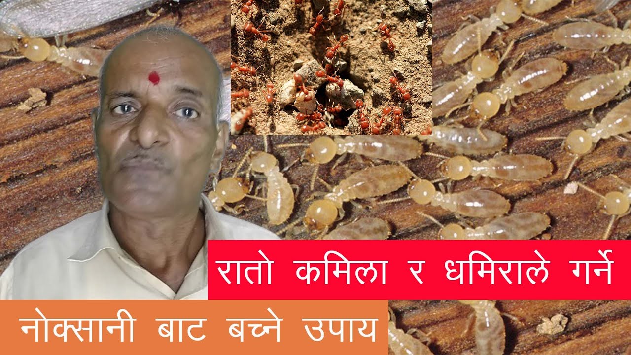 Rato Kamila ra Dhamira kasari hataune || रातो कमिला र धमिराबाट बचाउने ...