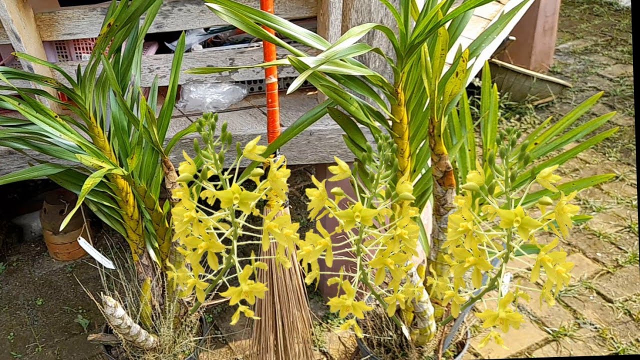 stok menipis Anggrek tebu kuning polos, Grammatophylum spesiosum var ...