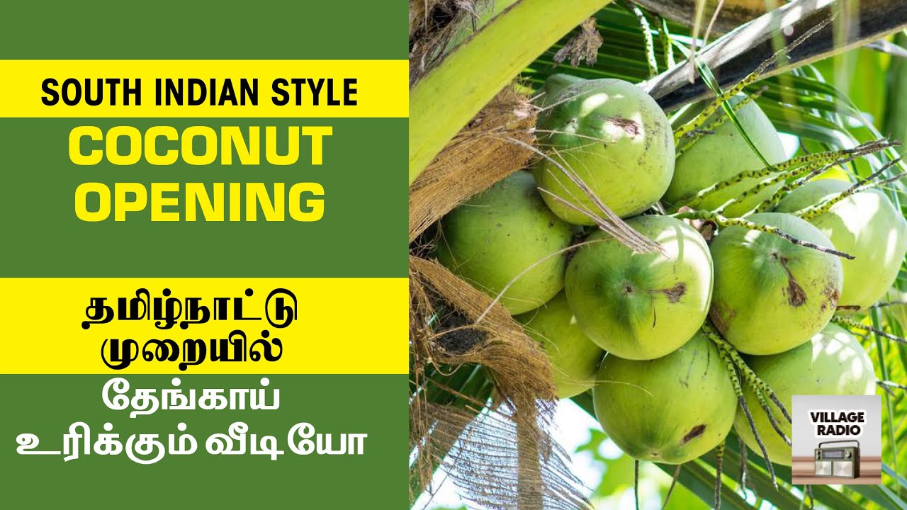 South Indian Coconut opening | Koni Oosi | தமிழ்நாட்டு முறையில் ...