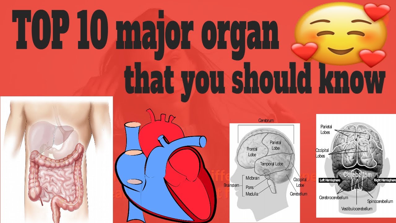 TOP 10 Major organ that you need to know. - YouTube