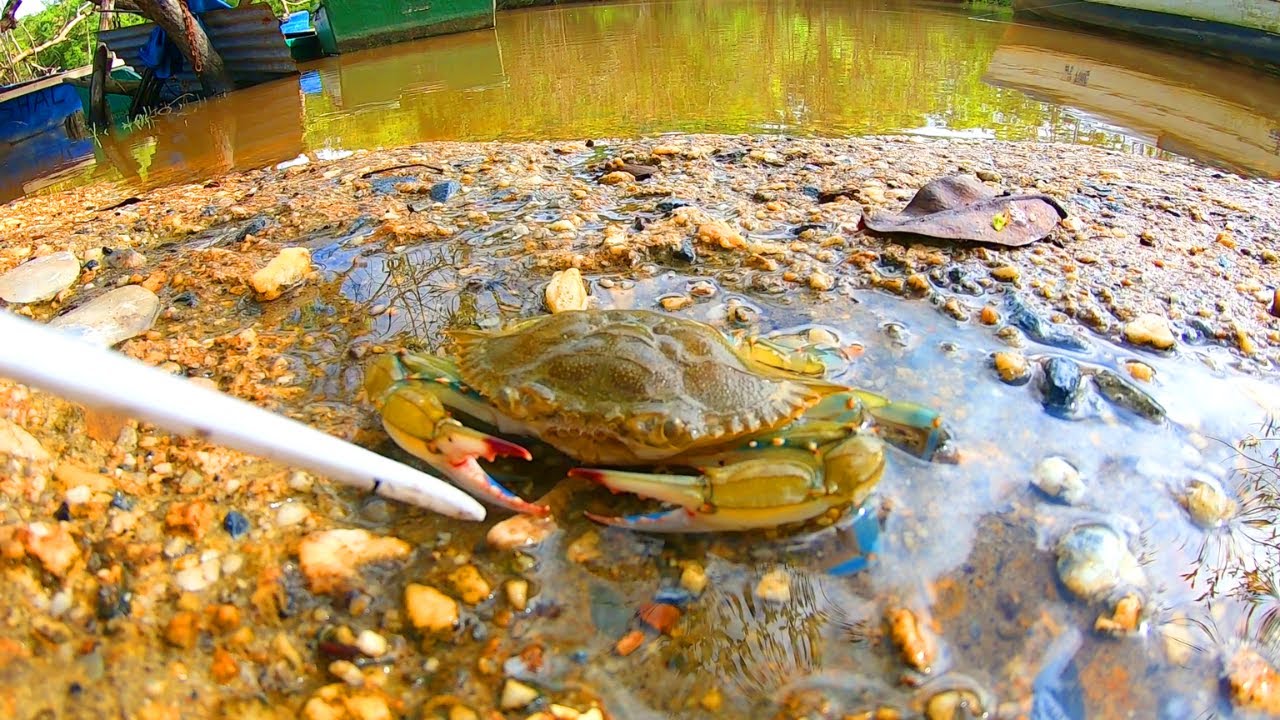 Bamboo Pole Fishing! Fun Morning Fishing & Exploring The River Bank ...