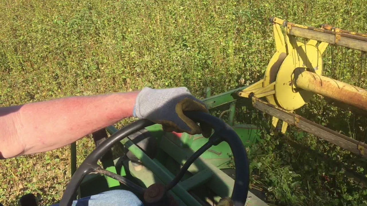 Swathing Buckwheat - YouTube