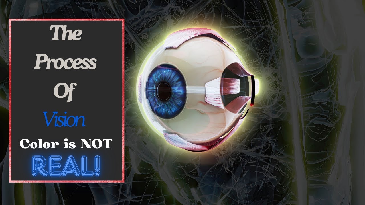 How Do You See? Vision: Step-by-Step - YouTube