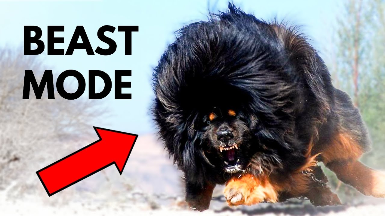 TOP 10 Strongest Dogs In History - YouTube