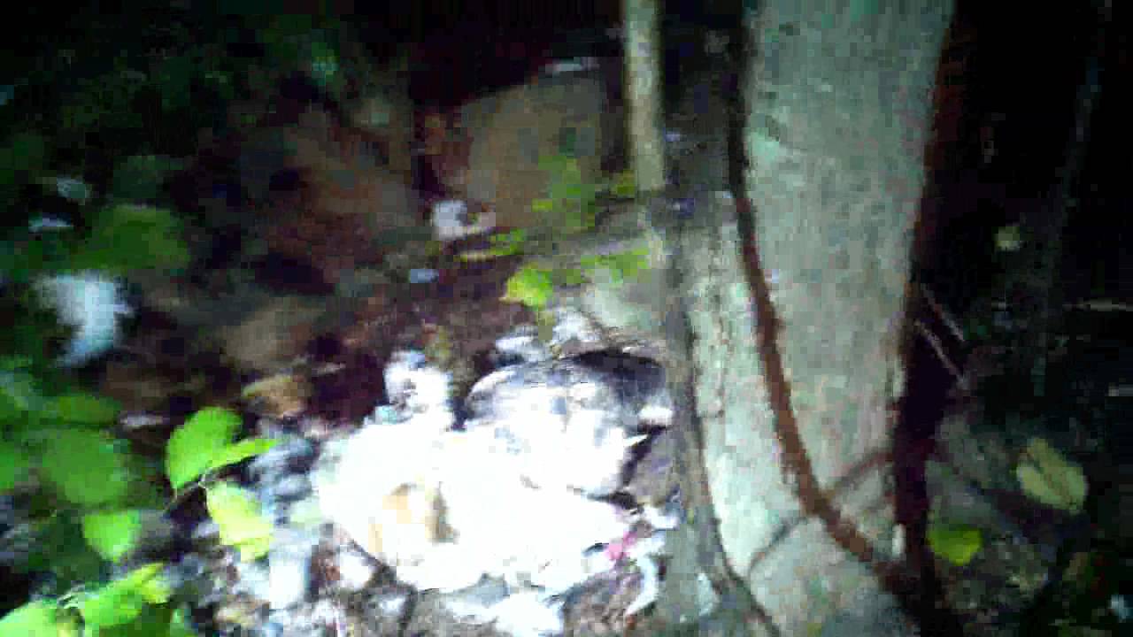 Owl Attacks Free Range Chickens - YouTube