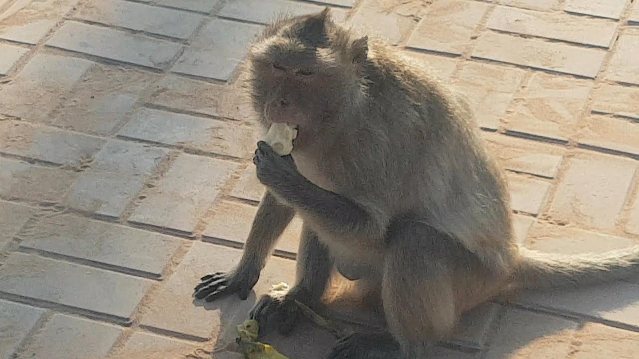 The SECOND Monkey Eating a Mango Part 2 !!!! #goodacha ! monkey video ...