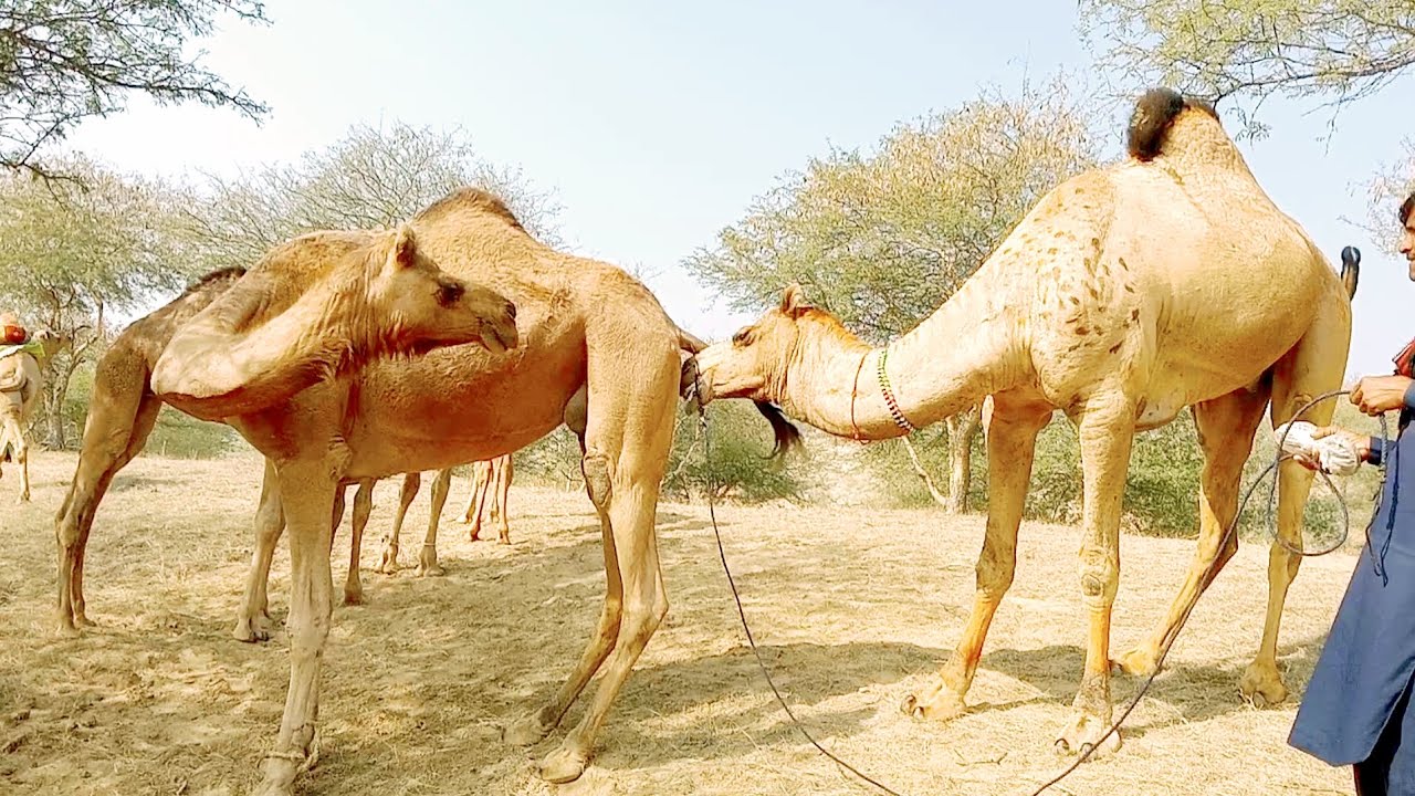 Camel 🐪 meeting in jungle / Camel attack / Camel jumping - YouTube