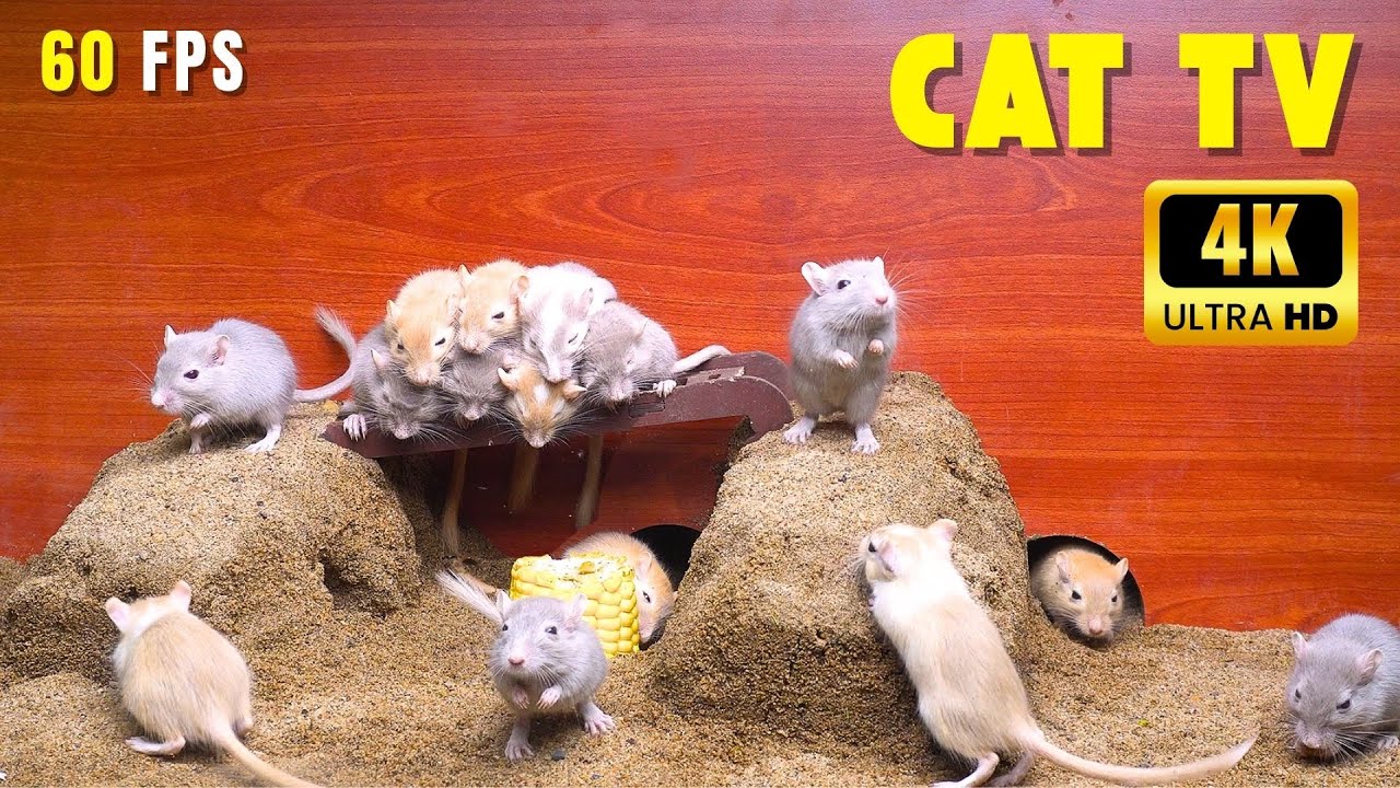 8 HOURS Cat TV - Mice Dig Holes In The Sand - Videos for Cats To Watch - Catch Real Mice - YouTube