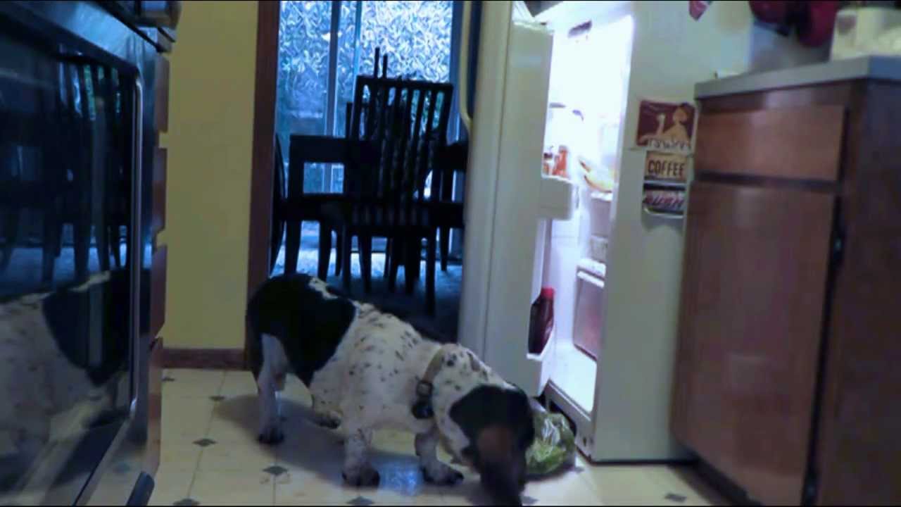 Hungry Basset Hound Raids Fridge - YouTube