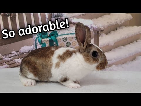 Meet my new Bunny Pixie - Introducing her to my Bunny Daisy - YouTube