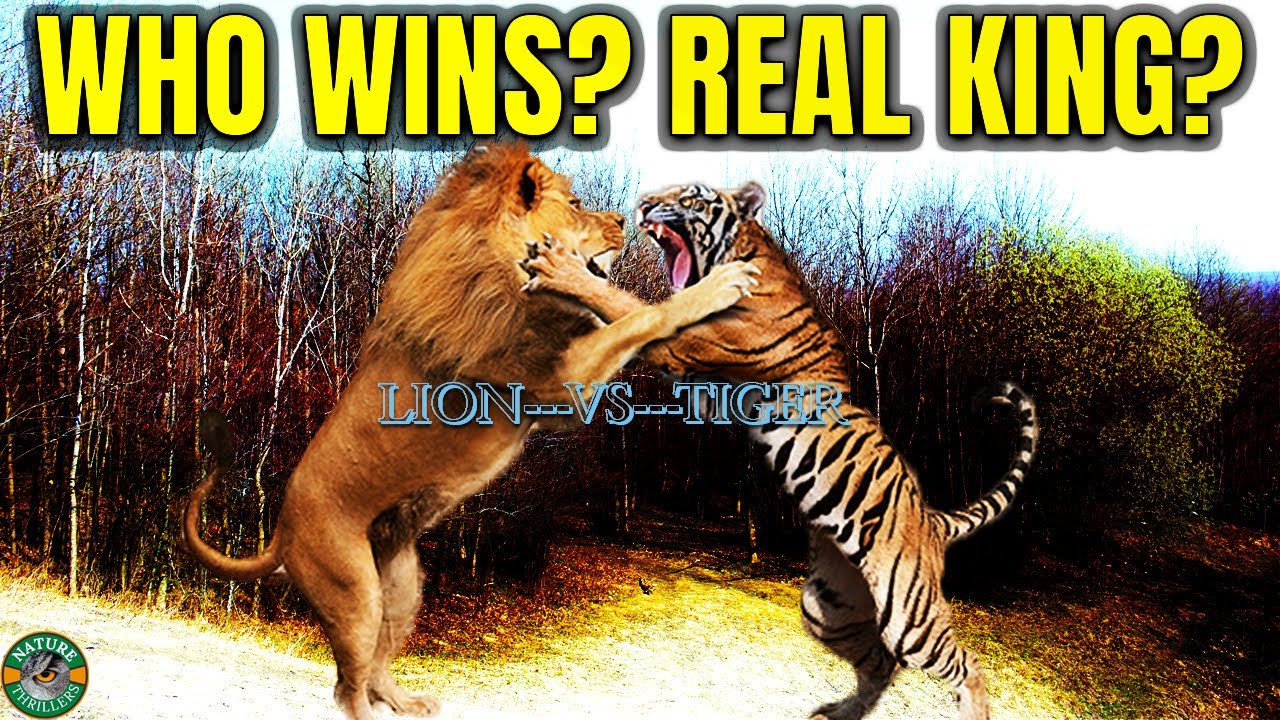 LION VS TIGER – Who Would Win the Big Fight? - YouTube