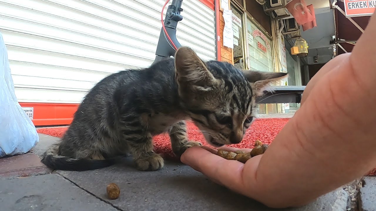 Baby Kitten Is Eating The Food I Crumbled - YouTube