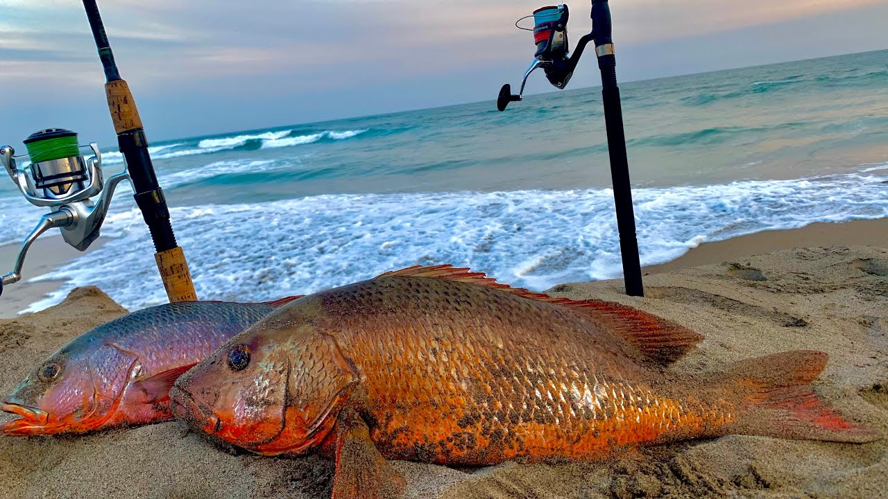 Pesca de PARGOS COLORADOS y RÓBALOS de ORILLA. - YouTube