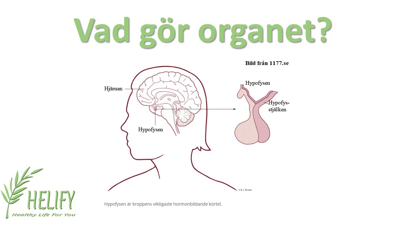 Vad gör organet: hypofysen - YouTube