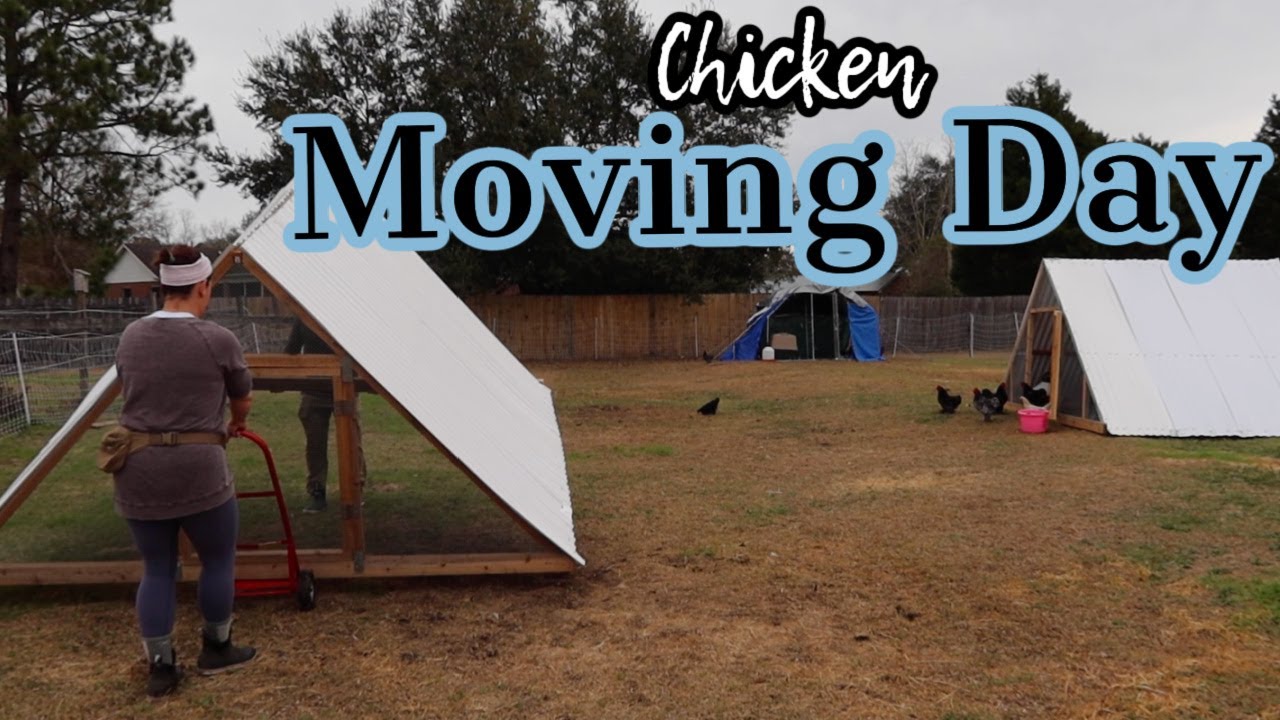 Chicken....Moving Day | Teaberry Farm |Pasture Raised Eggs - YouTube