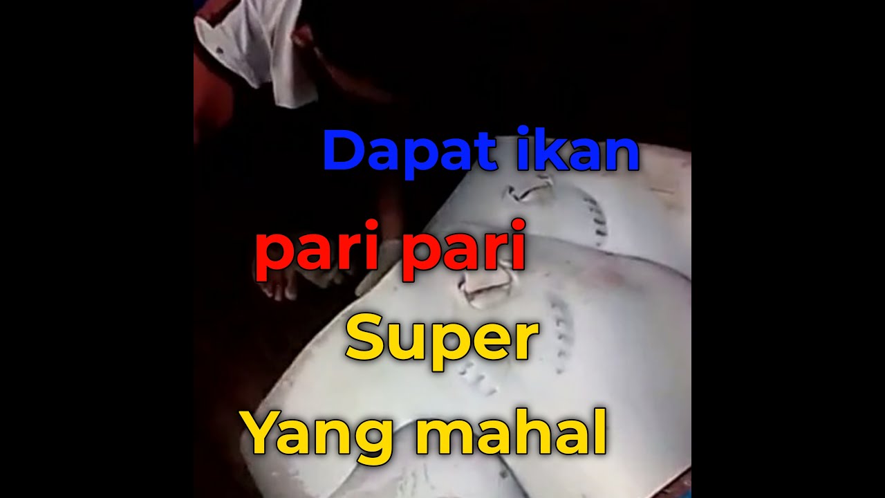 Rawai Senggol Tradisional ,ikan pari - YouTube