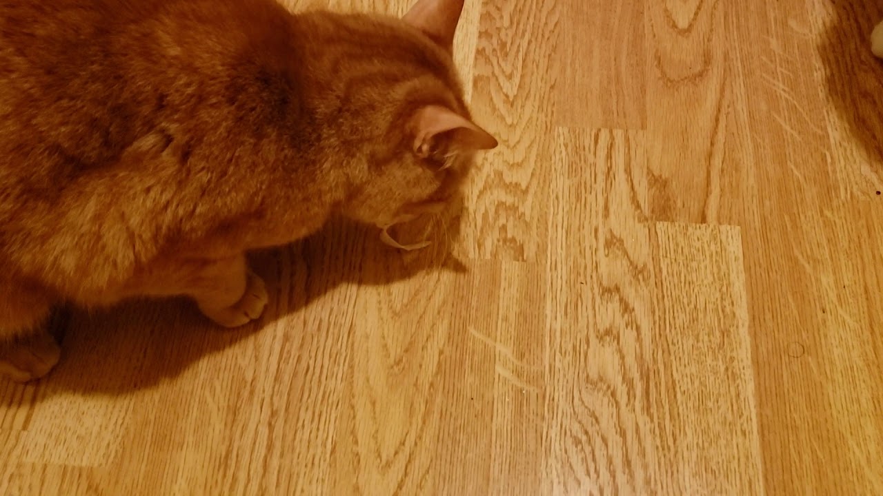 Pumpkin goes from cute little angel to ferocious demon over turkey ...