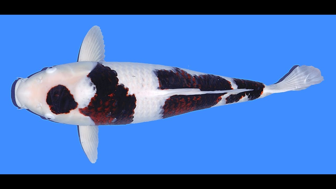 Budo Goromo Hoskai 67cm Gosai Female SHQ - YouTube