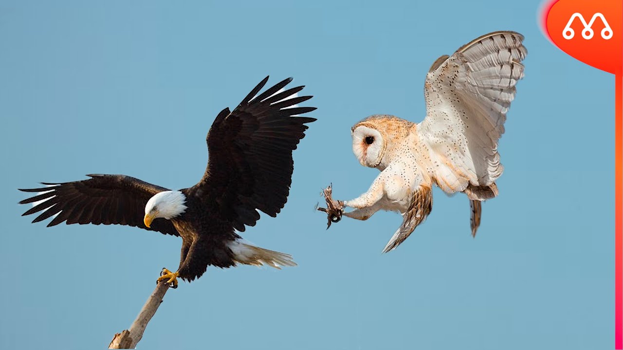 QUANDO A CORUJA ATACA A ÁGUIA - YouTube