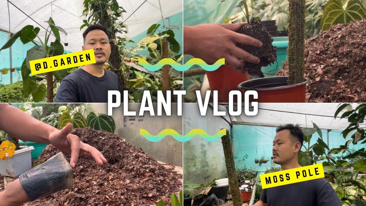 Moss pole||climbing plants||poly pot varna tarika||@ajvlog4128 - YouTube