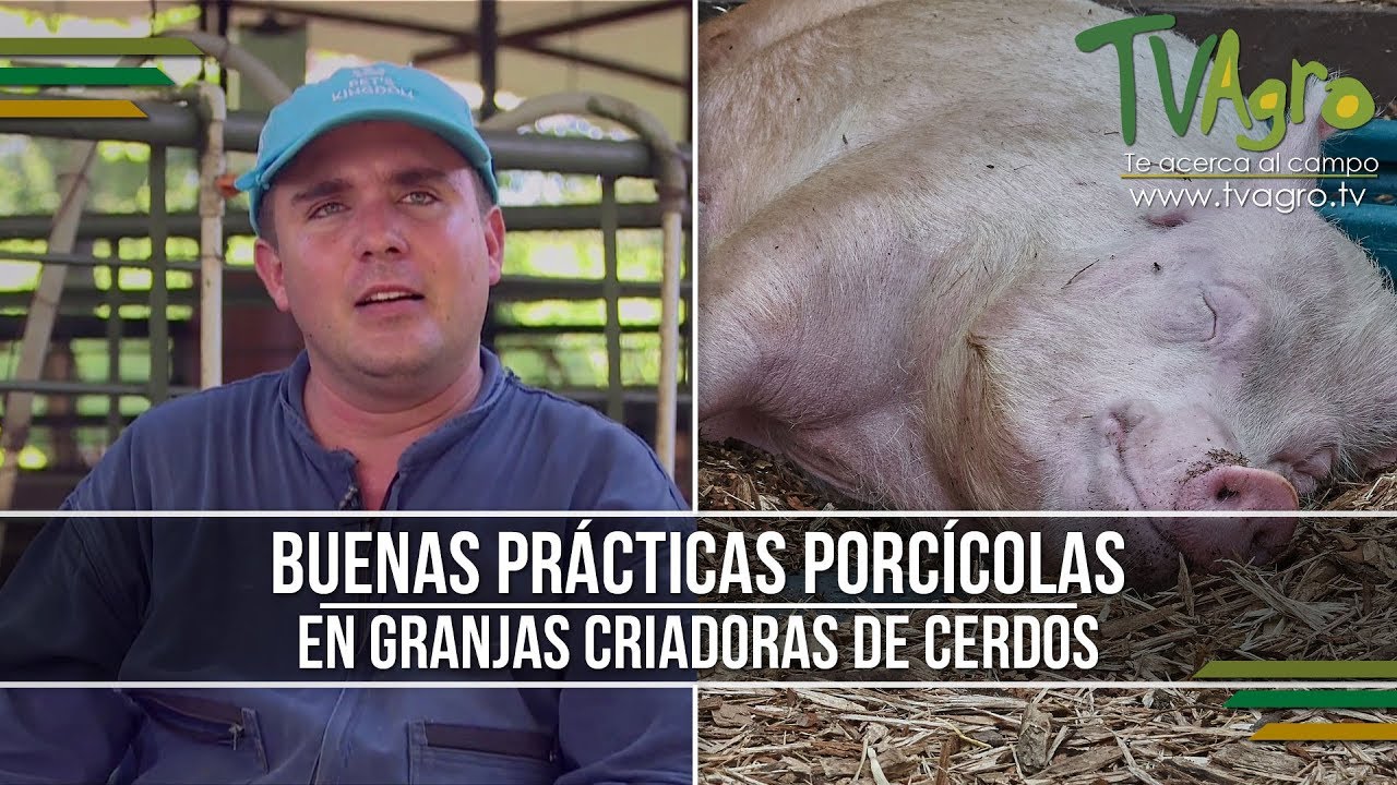 Buenas Prácticas Porcícolas en Granjas Criadoras de Cerdos - TvAgro por ...
