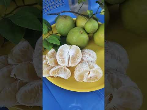 bathayi#mosambi#Jagadeeshmultitech#(Citrus#limetta)#video#BJ9 - YouTube