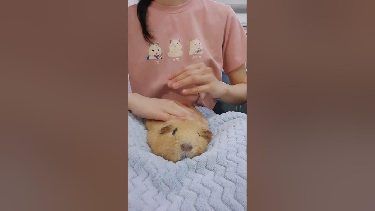 Massage time - hughug a guinea pig - YouTube