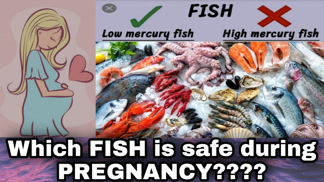 LOW MERCURY or HIGH MERCURY | Which FISH is safe during Pregnancy ...