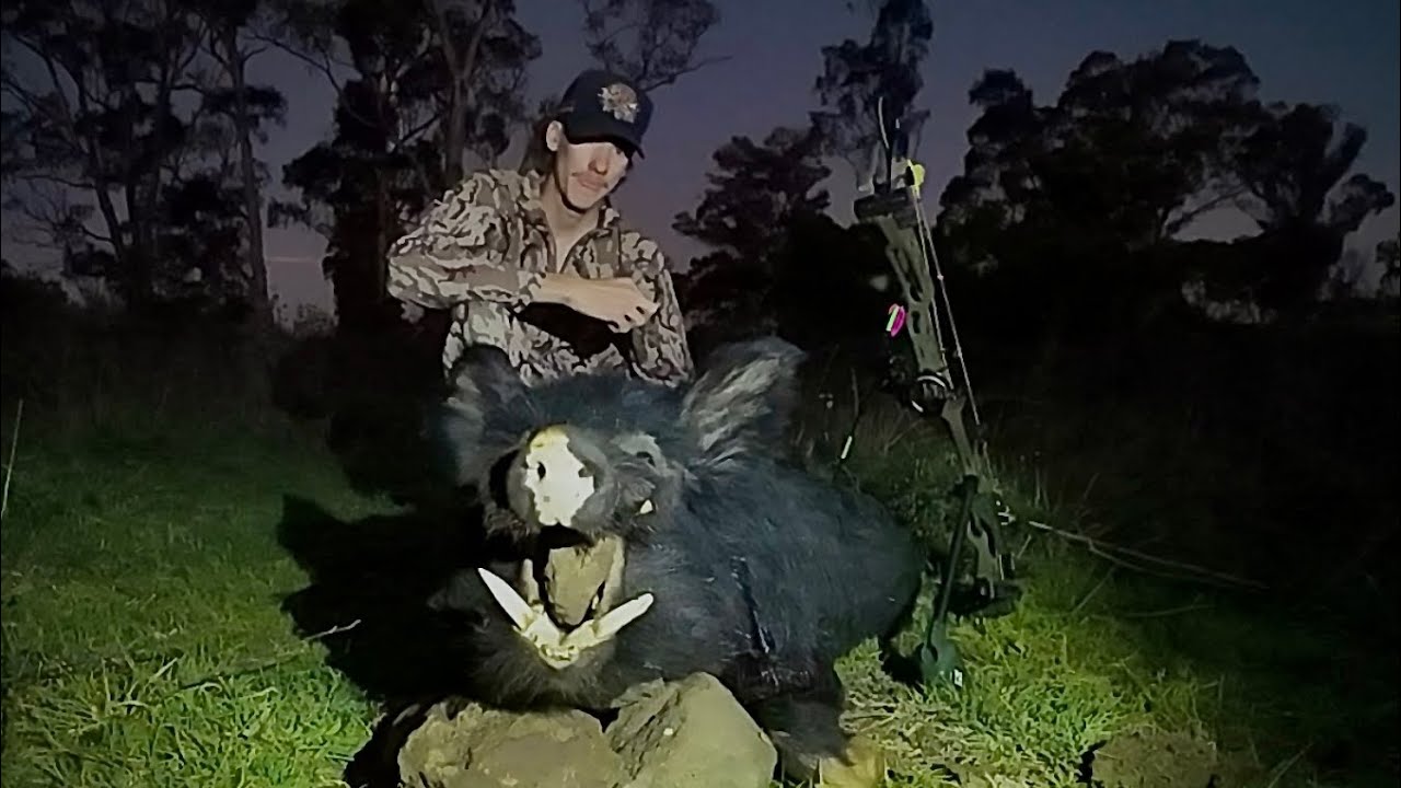 Bow hunting pigs and goats. (Bow hunting Australia). - YouTube