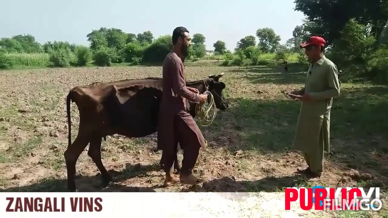 NEW PASHTO FANI - YouTube