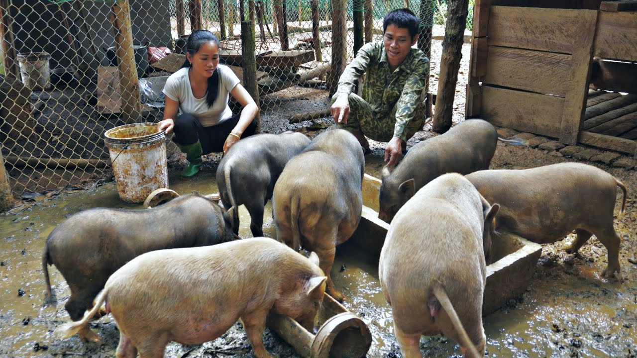 Expanding the farm to make pig - chicken coop, Processing cassava roots ...