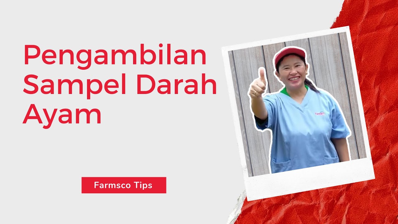 Cara Pengambilan Sampel Darah Ayam - Farmsco Tips - YouTube