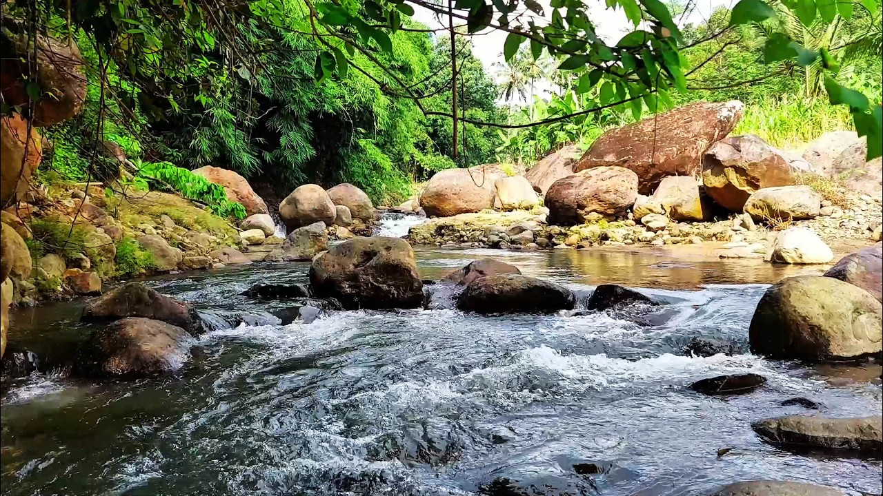 Tranquil Forest River Sounds: Close-up Water Stream White Noise For ...