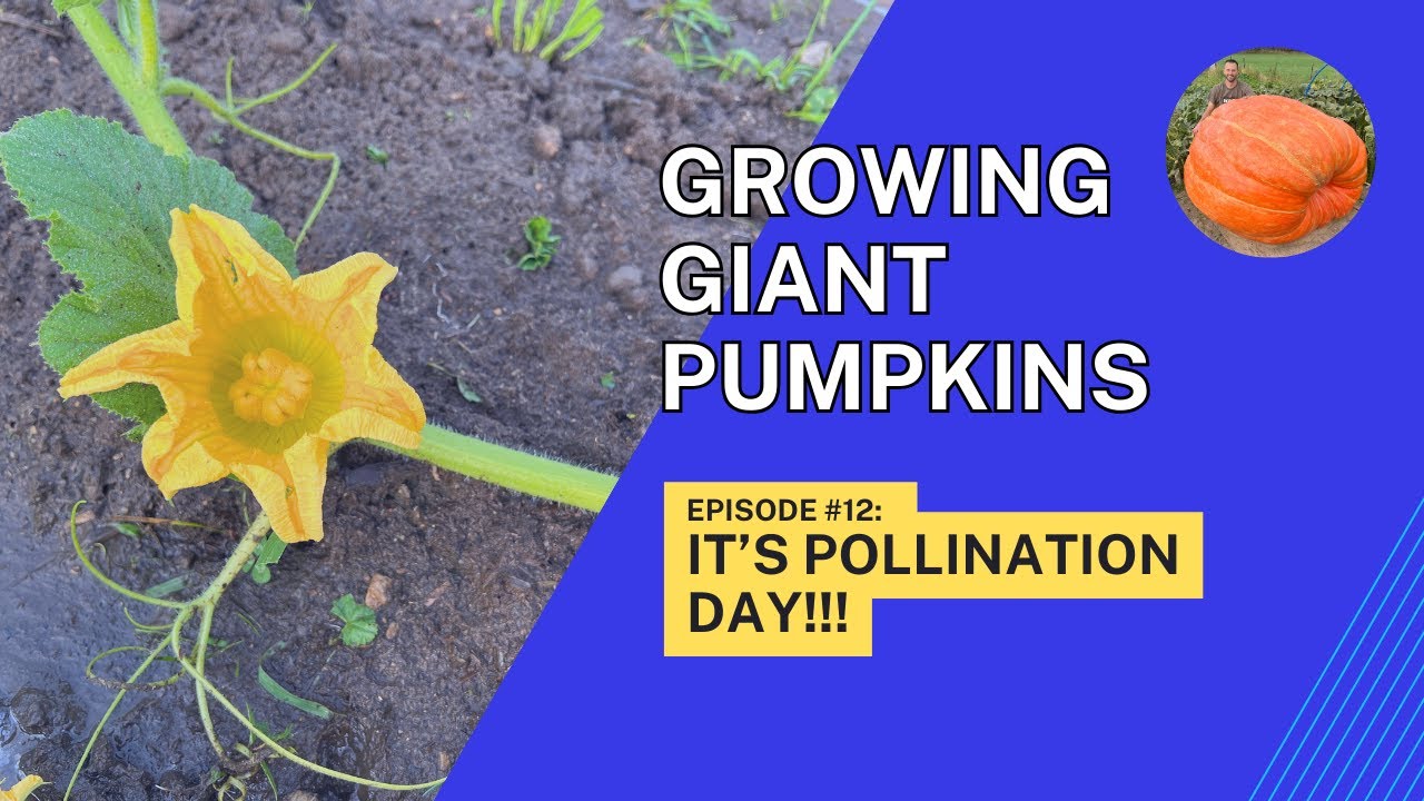 Ep. 12 - Giant Pumpkin Update {It's Pollination Day!!!} - YouTube