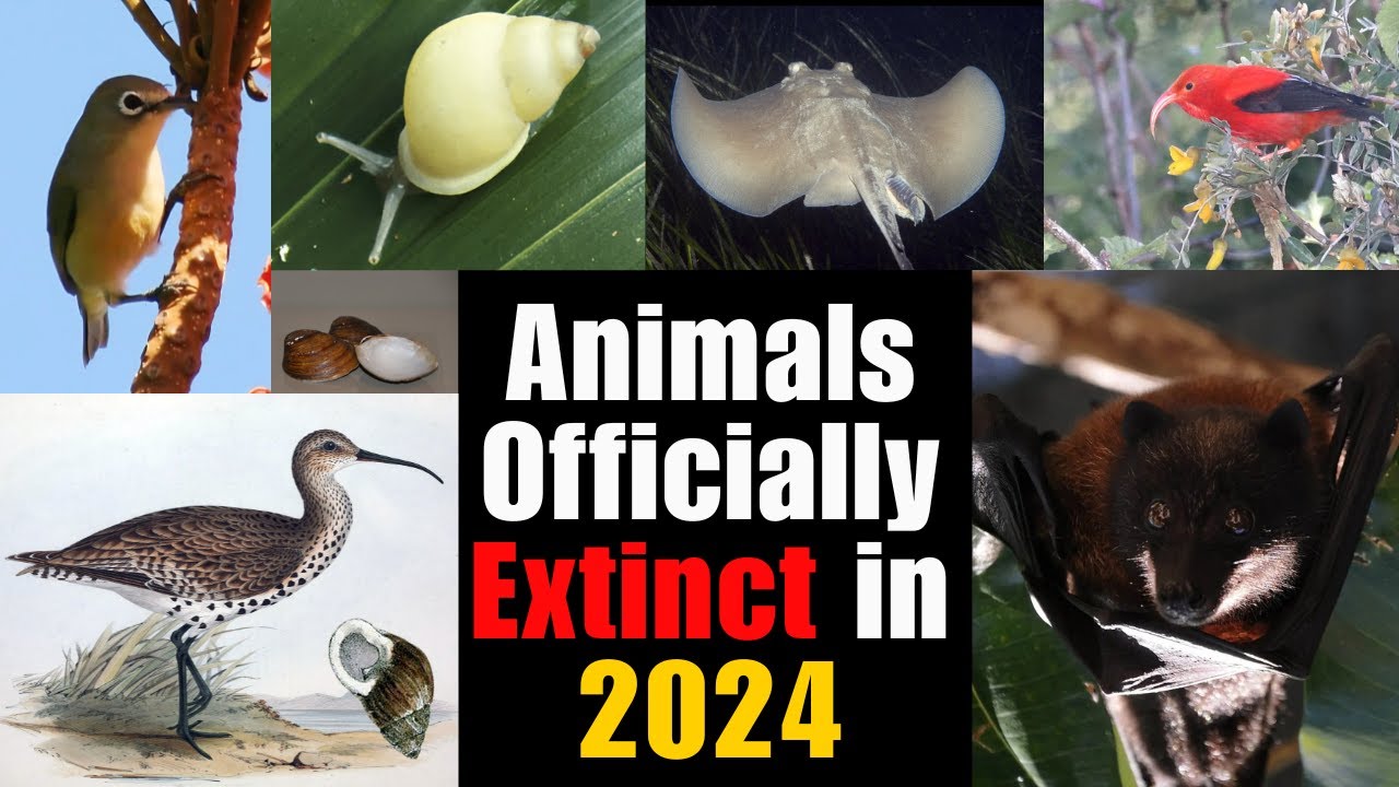 Animals Officially Extinct in 2024 - YouTube