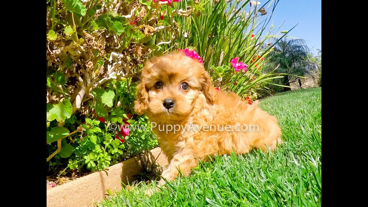 Luke is our super nice Apricot CavaPoo Hybrid Male puppy for sale - YouTube