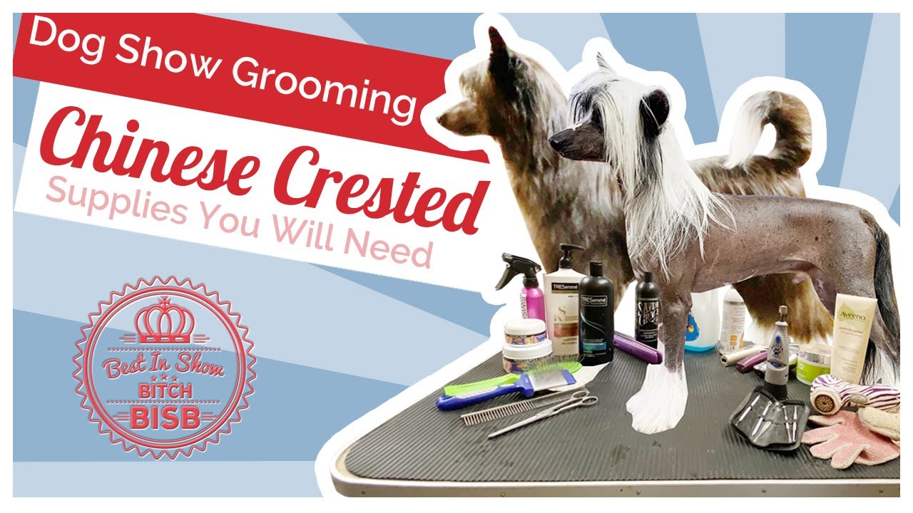 Dog Show Grooming: How To Groom a Chinese Crested and the Supplies You ...