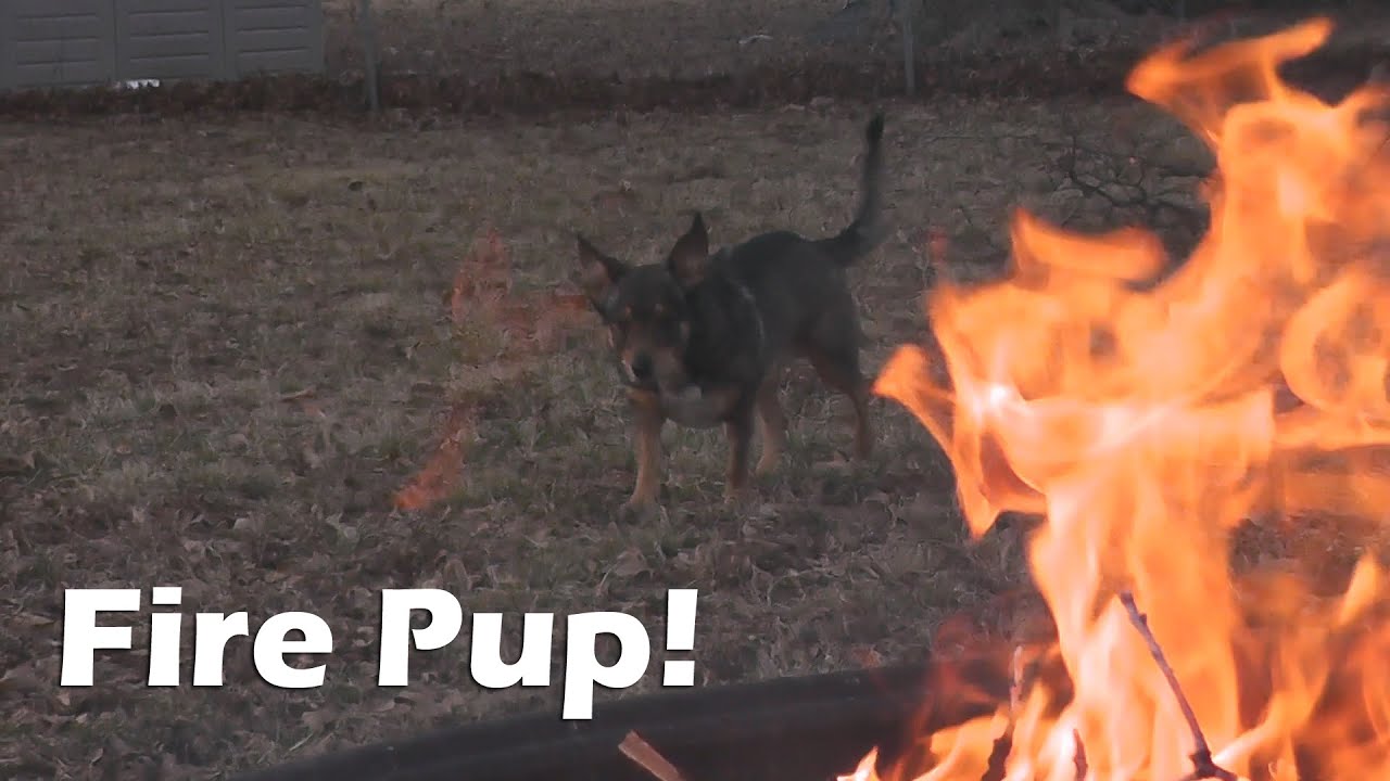 Fire Pup! - YouTube